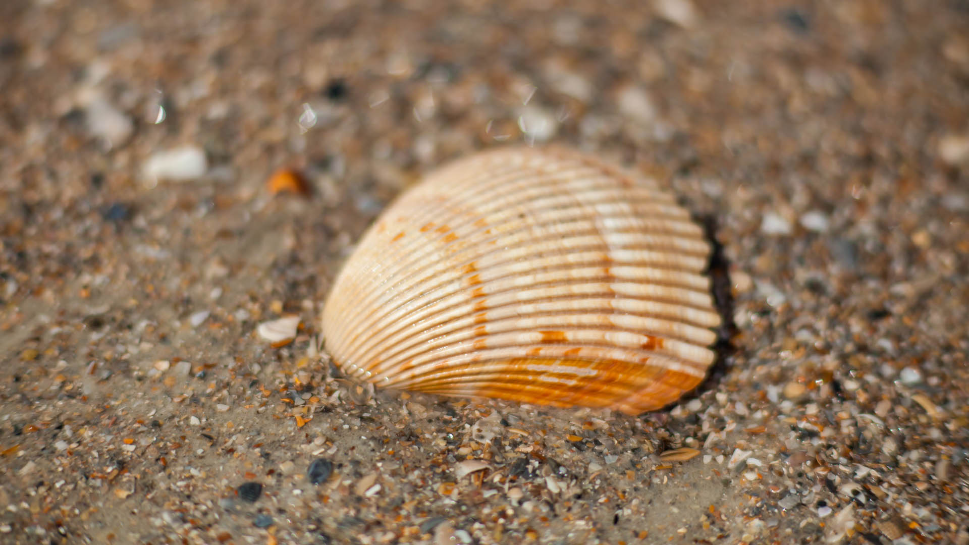 Contact Us | Amelia Island Plantation Community Association